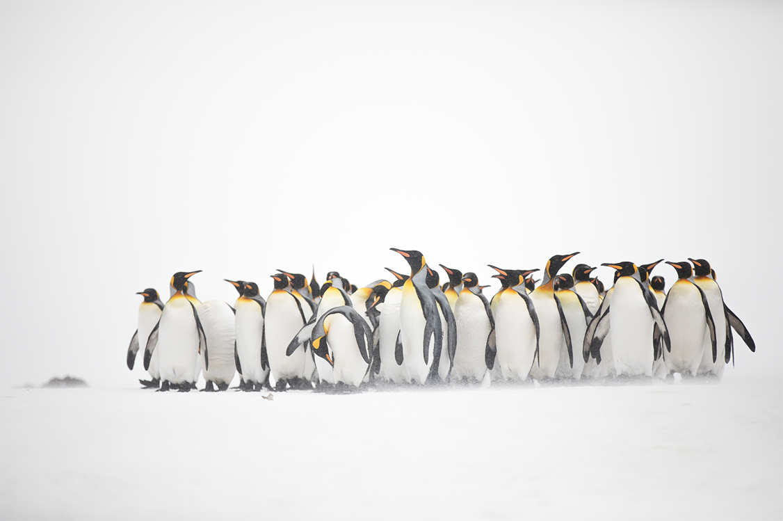 The Kings Assembly - Dubai Picture Framing